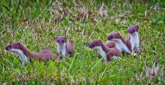 2088x1080 widescreen wallpaper stoat - Coolwallpapers.me!