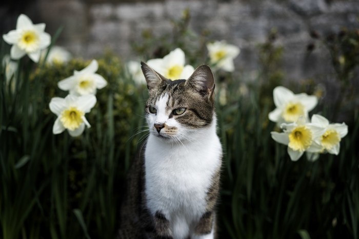 high resolution wallpapers widescreen cat - Coolwallpapers.me!