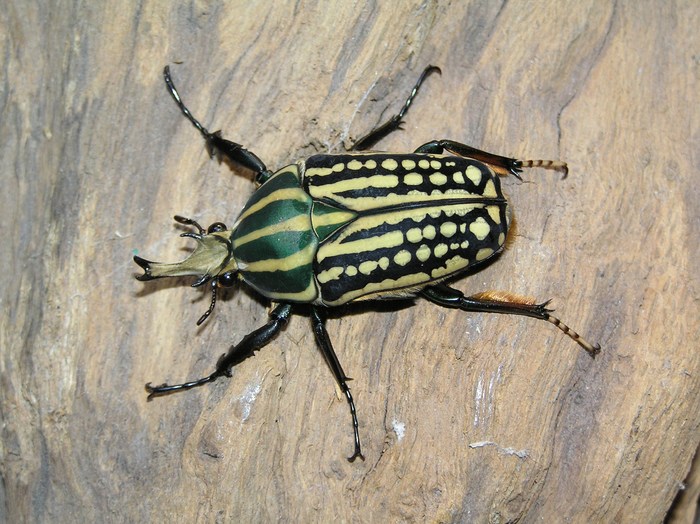 2288x1712 Picture for Desktop: insect - Coolwallpapers.me!