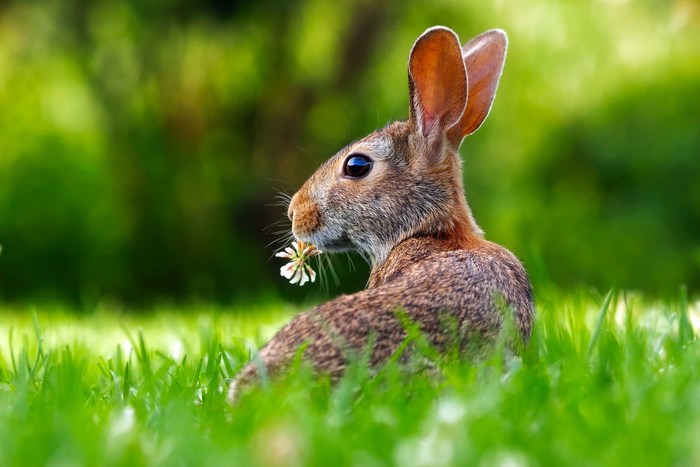 widescreen wallpaper hare - Coolwallpapers.me!