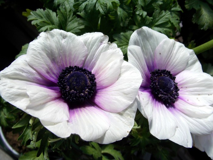 Quality Cool anemone - Coolwallpapers.me!