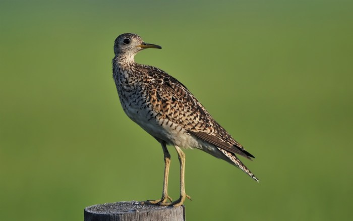 Background In High Quality - sandpiper - Coolwallpapers.me!