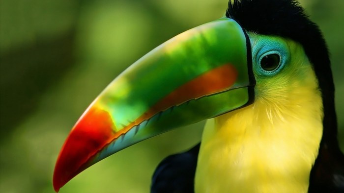 1920x1080 High Quality toucan - Coolwallpapers.me!