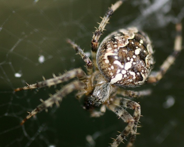 spider - Full HD Wallpaper, Photo 1280x1024 - Coolwallpapers.me!