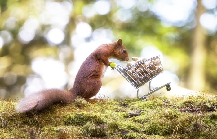 2200x1414 squirrel 1080p windows - Coolwallpapers.me!