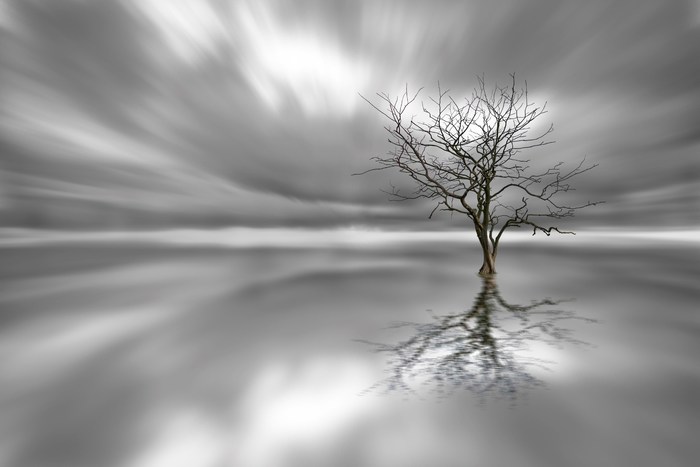 2048x1365 free wallpaper and screensavers for tree - Coolwallpapers.me!