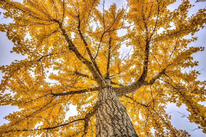 2048x1361 free wallpaper and screensavers for tree - Coolwallpapers.me!