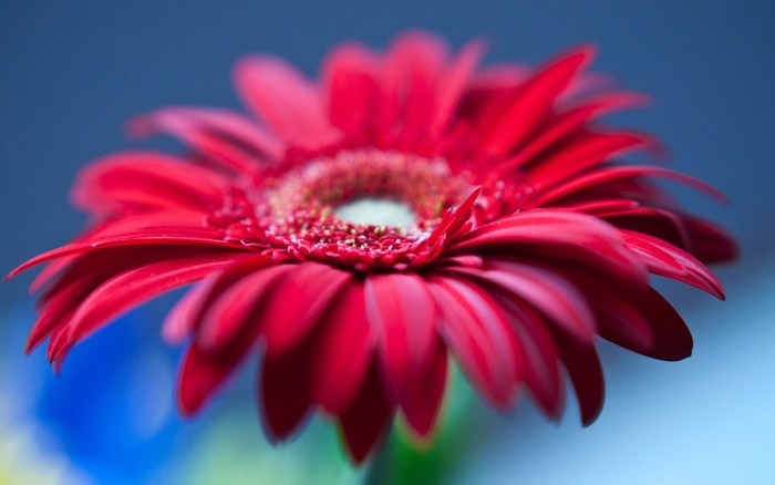 gerbera : image, wall, pic 2560x1600 - Coolwallpapers.me!