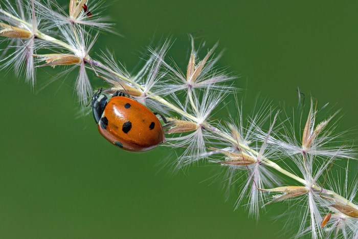 ladybug - Coolwallpapers.me!