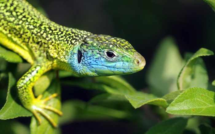1920x1200 Quality Cool lizard - Coolwallpapers.me!