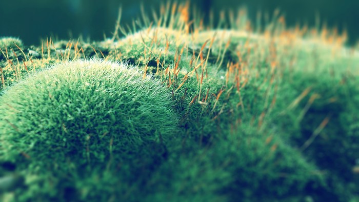 2560x1440 Free Awesome close up - Coolwallpapers.me!