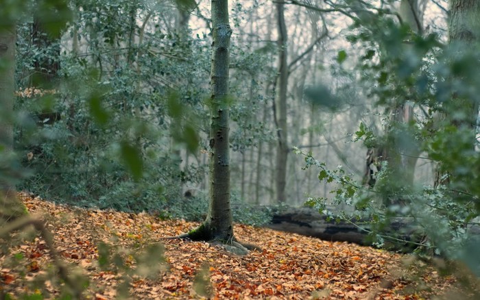 1920x1200 Quality Cool forest - Coolwallpapers.me!