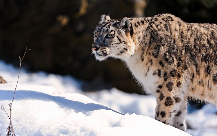 3840x2160 snow leopard 4k hi def wallpapers - Coolwallpapers.me!