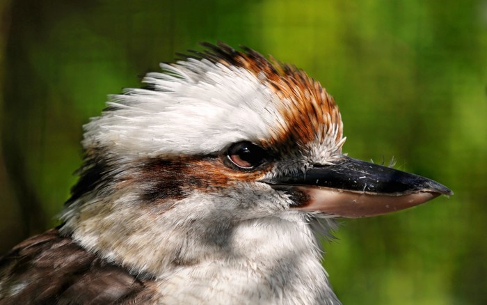 blue winged kookaburra, cute, cute bird, exotic, feathers, kingfisher ...