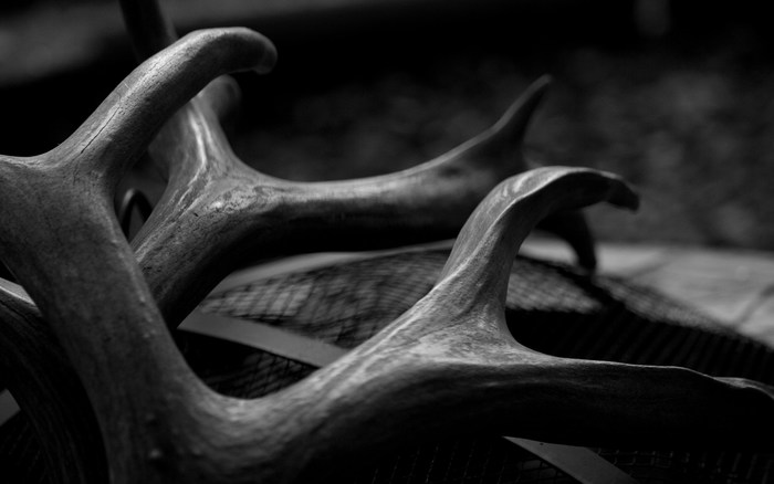beautiful pictures of antler - Coolwallpapers.me!