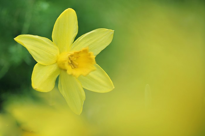 high resolution wallpapers widescreen daffodil - Coolwallpapers.me!