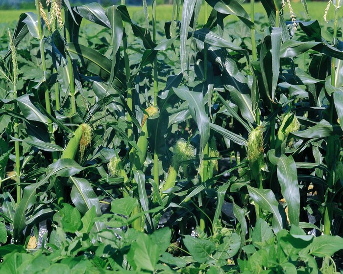 1920x1536 beautiful pictures of corn - Coolwallpapers.me!