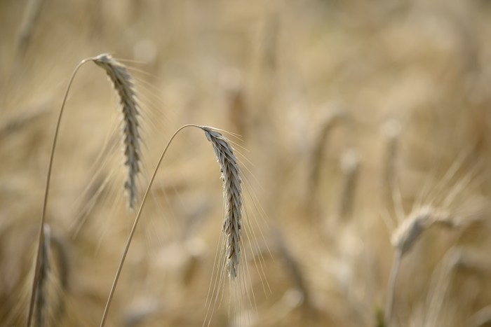 4608x3072 Cool wheat - Coolwallpapers.me!