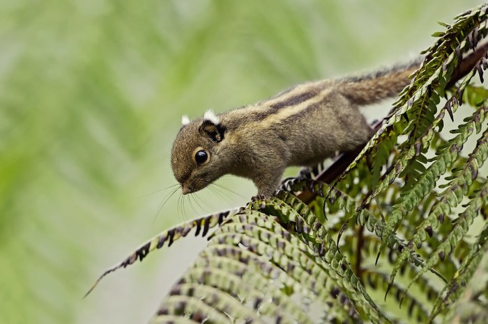 2048x1364 Amazing squirrel - Coolwallpapers.me!