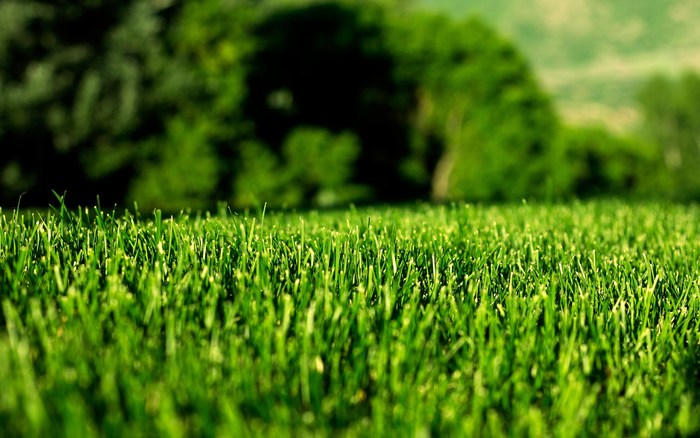 2560x1600 free wallpaper and screensavers for grass - Coolwallpapers.me!