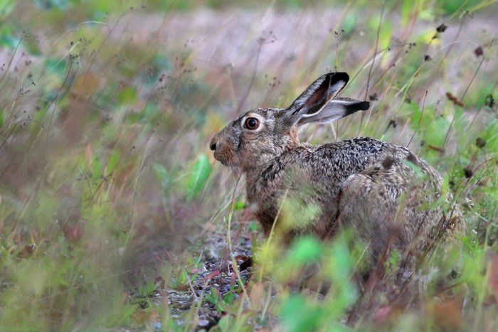 1920x1280 / Amazing hare - Coolwallpapers.me!