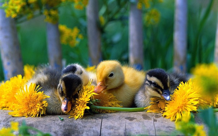 duck 1080p windows 1920x1200 - Coolwallpapers.me!