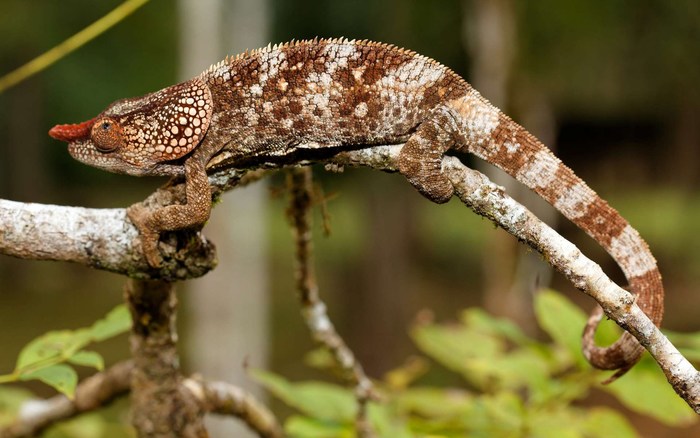 1920x1200 high resolution wallpapers widescreen chameleon ...