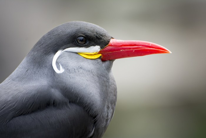 2048x1365 Cool bird - Coolwallpapers.me!