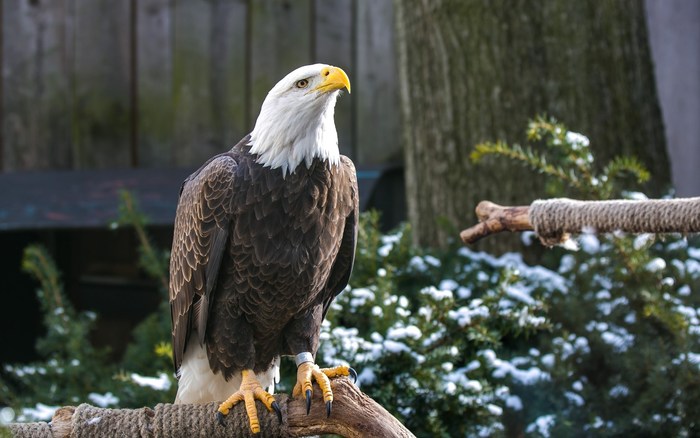 widescreen hd bald eagle - Coolwallpapers.me!
