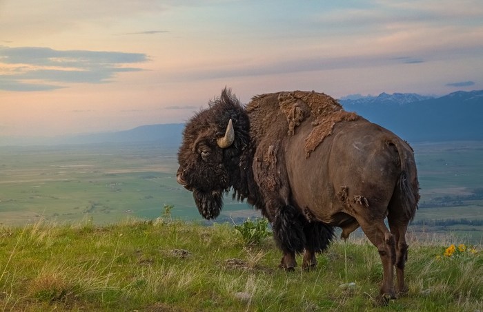 High Quality american bison - Coolwallpapers.me!
