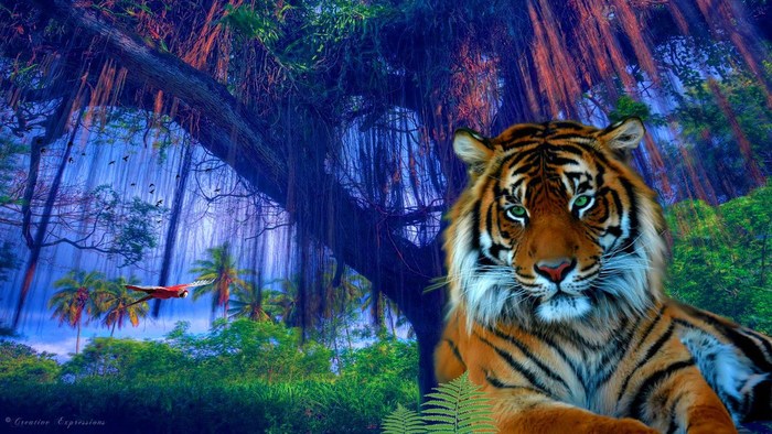 hd wallpaper tiger - Coolwallpapers.me!