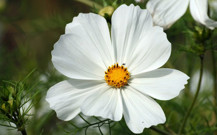 Jazlyn Jones - flower image 1080p high quality - 2560x1600 px ...