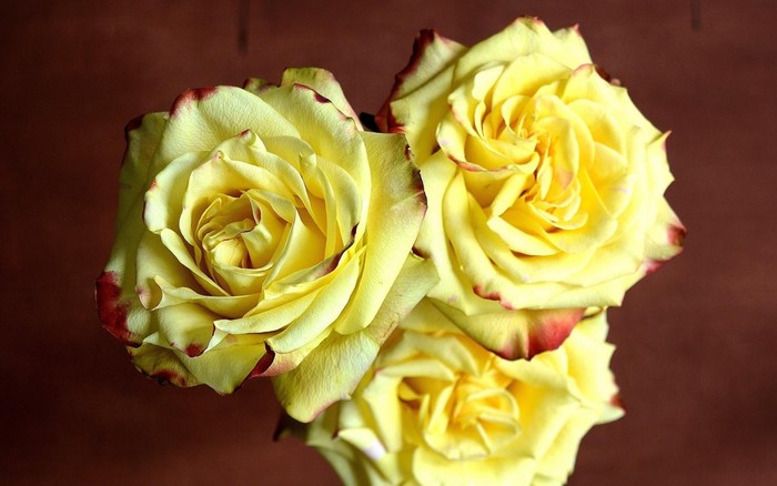 windows wallpaper rose, 716 kB - Danita Edwards - Coolwallpapers.me!