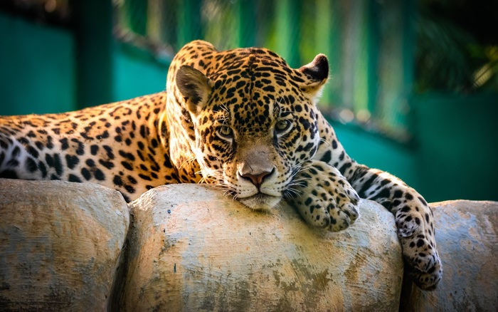 1920x1200 animals hd wallpaper picture - Coolwallpapers.me!