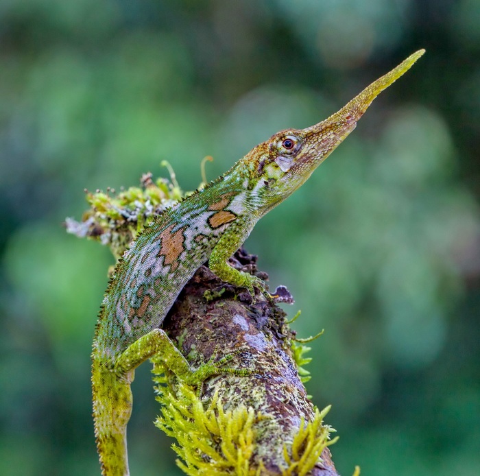 1920x1903 pinocchio lizard hd image - Coolwallpapers.me!