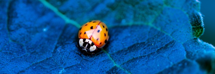 3840x1331 ladybird 4k full hd free wallpaper - Coolwallpapers.me!