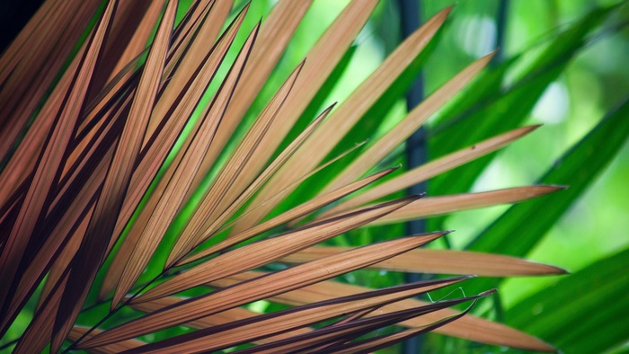 3840x2160 leaves 4k hd pc wallpaper - Coolwallpapers.me!