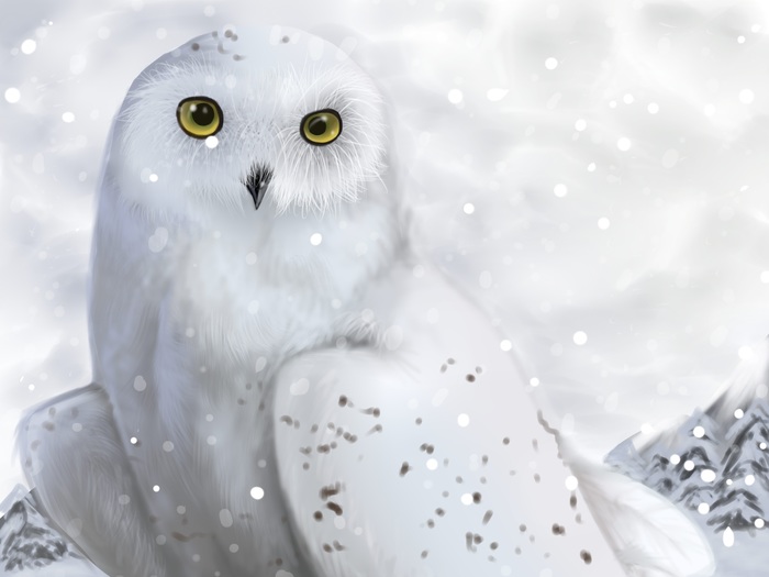 3840x2880 snowy owl 4k hd wallpaper widescreen - Coolwallpapers.me!