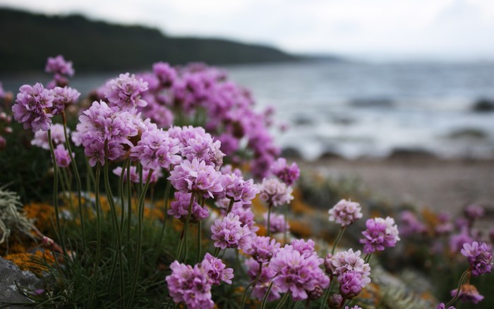 nature landscape flowers wallpaper - Coolwallpapers.me!