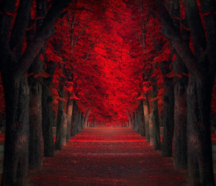 path trees red leaves fall park nature landscape red leaves wallpaper ...