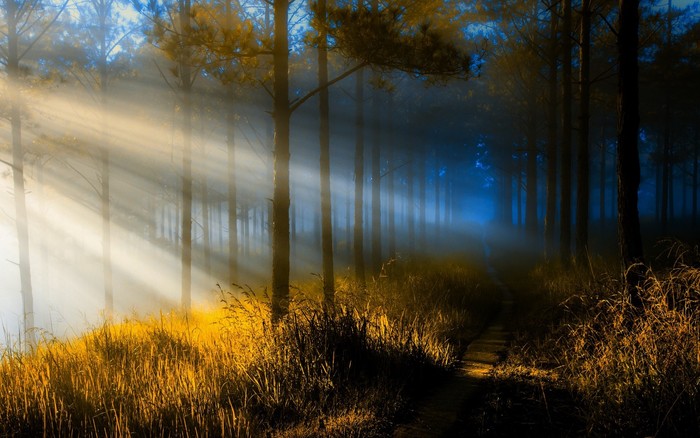 nature landscape sun rays forest path sunrise trees sunlight grass mist ...