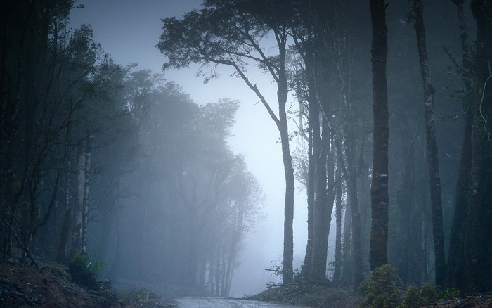 1920x1200 / photographer road landscape forest trees mist wallpaper ...