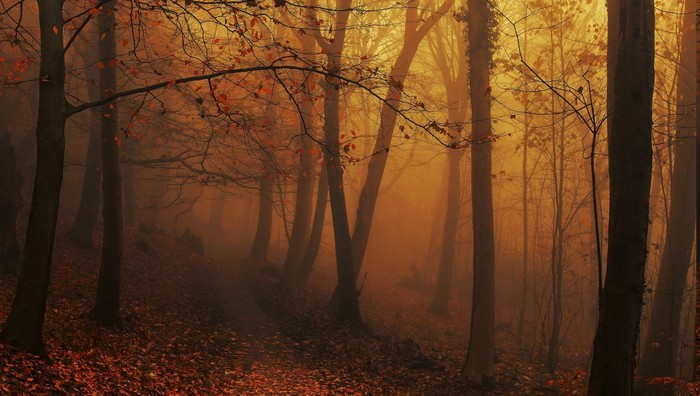 landscape nature forest mist fall leaves path trees atmosphere morning ...