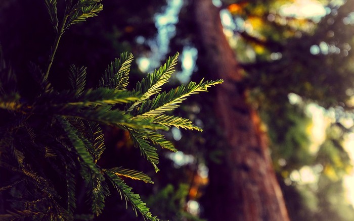 nature depth of field leaves pine trees wallpaper - Coolwallpapers.me!