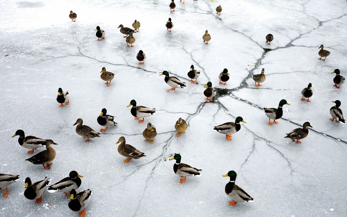 nature ice animals birds duck lake frozen lake wallpaper ...