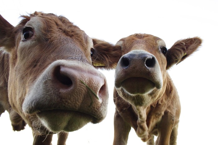 animals cows wallpaper - Coolwallpapers.me!