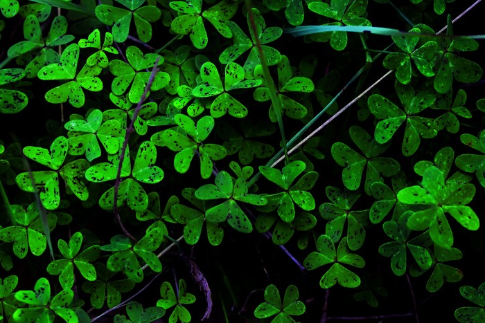 green get lucky plants nature wallpaper - Coolwallpapers.me!