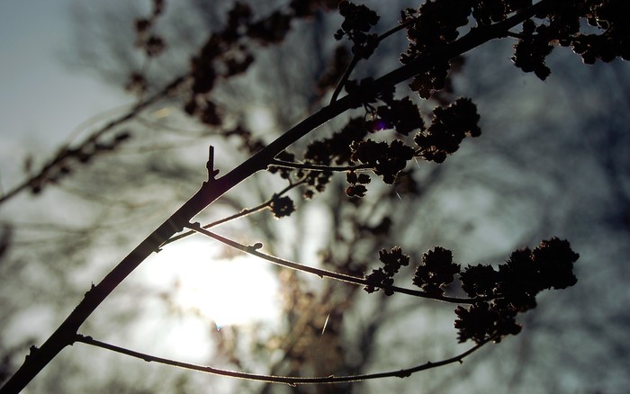 1680x1050 photography nature plants depth of field branch wallpaper JPG ...