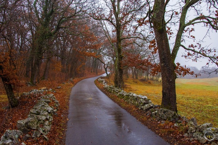 2048x1365 photography nature trees road wallpaper - Coolwallpapers.me!