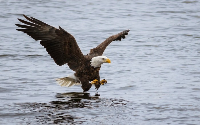 animals birds eagle bald eagle wallpaper - Coolwallpapers.me!